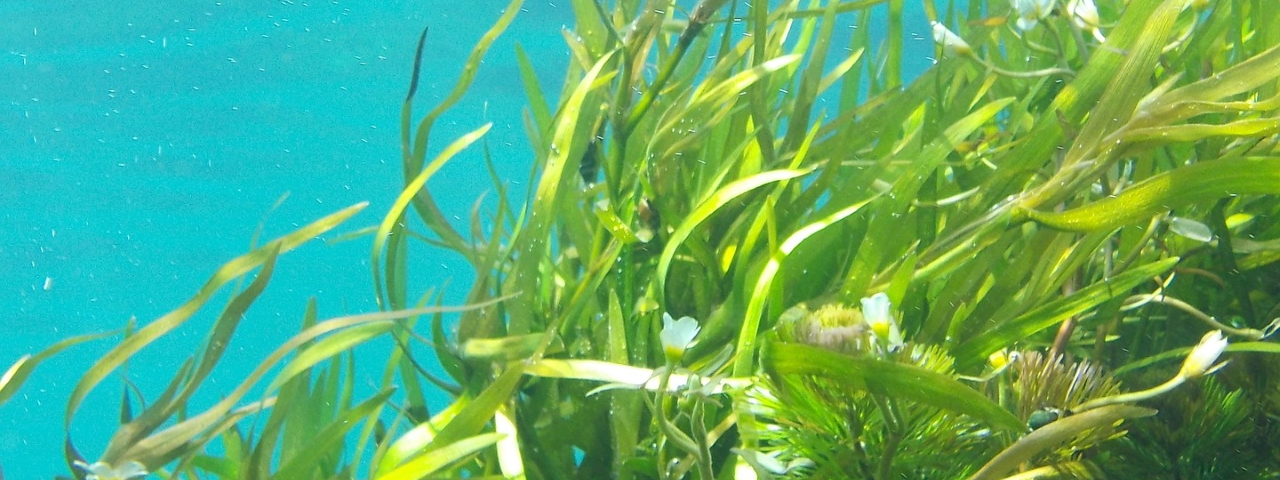 Superfood Chlorella – Was die Alge kann – vitalogue